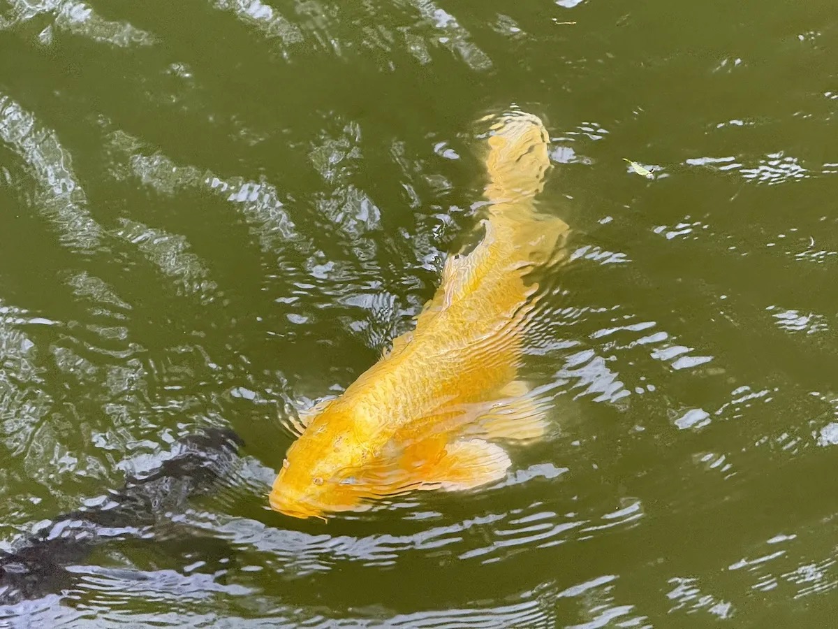 In search of the fish with a human face in Japan | SoraNews24 —Japan News—