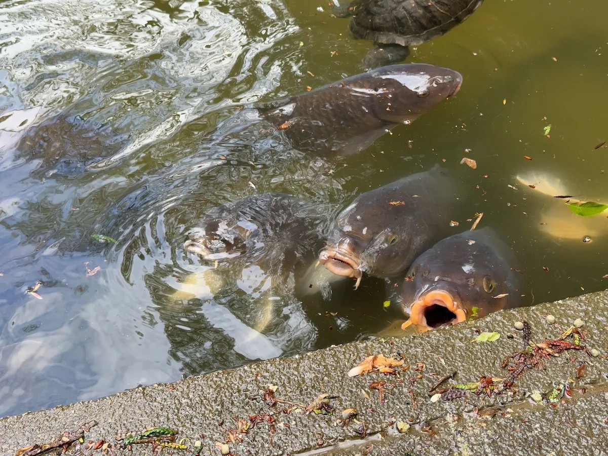 In search of the fish with a human face in Japan | SoraNews24 —Japan News—