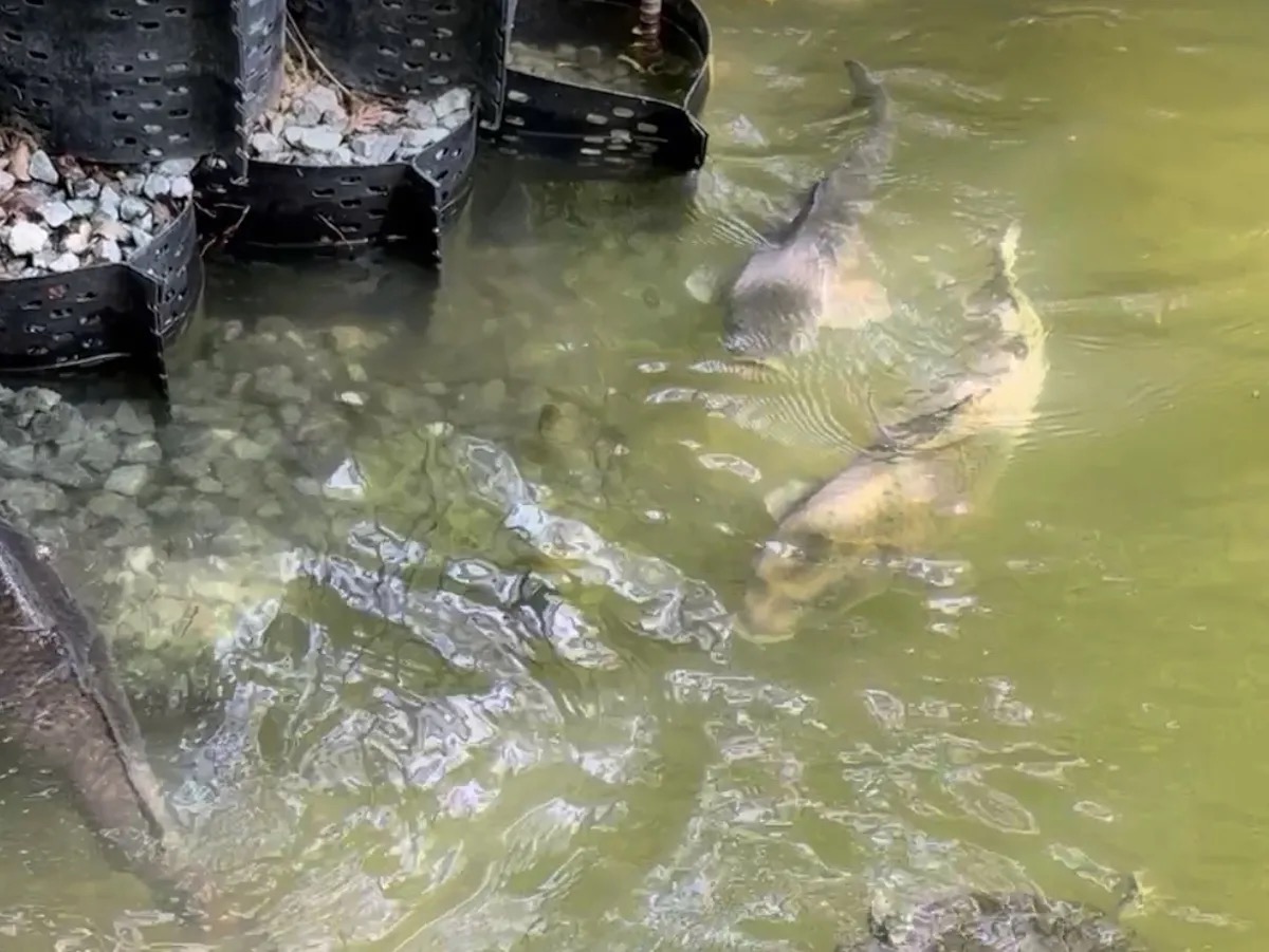In search of the fish with a human face in Japan | SoraNews24 —Japan News—