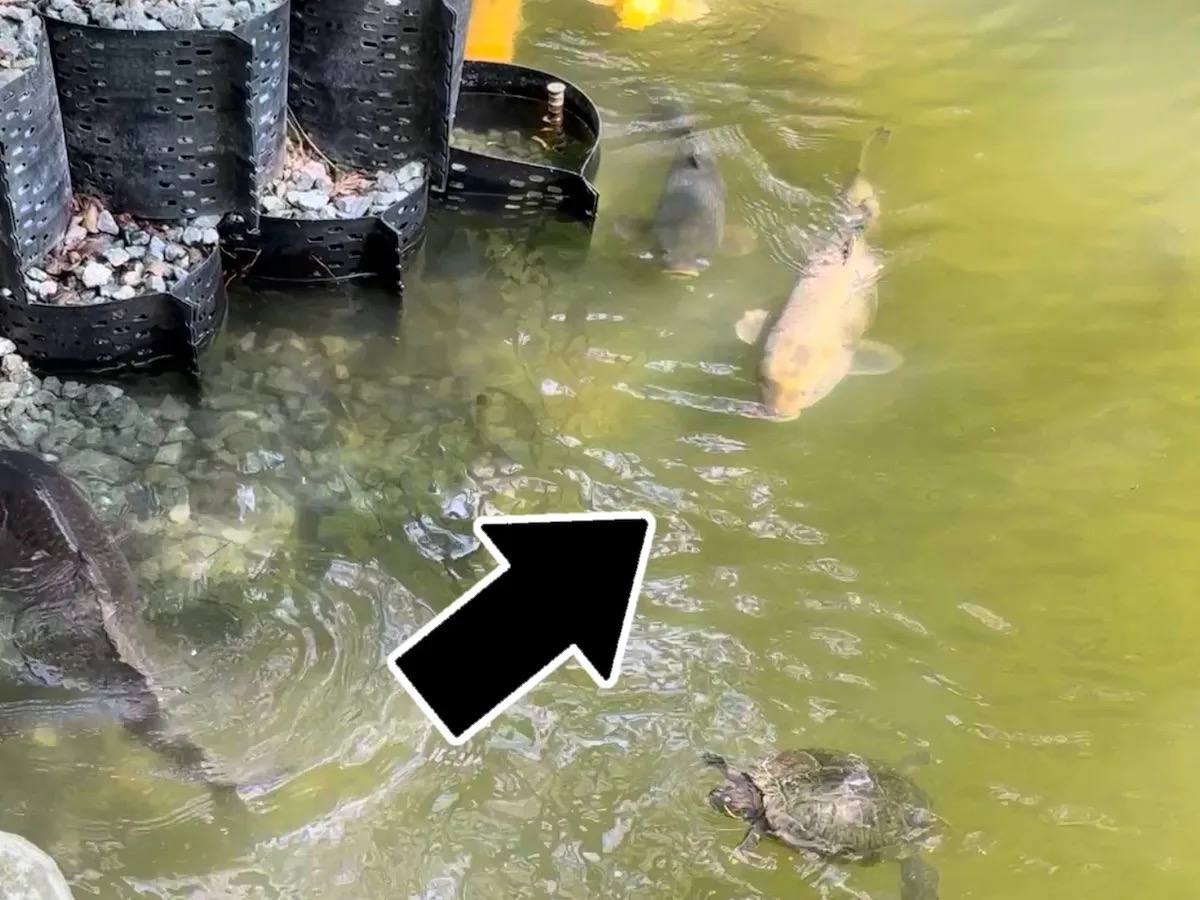 In search of the fish with a human face in Japan | SoraNews24 -Japan News-