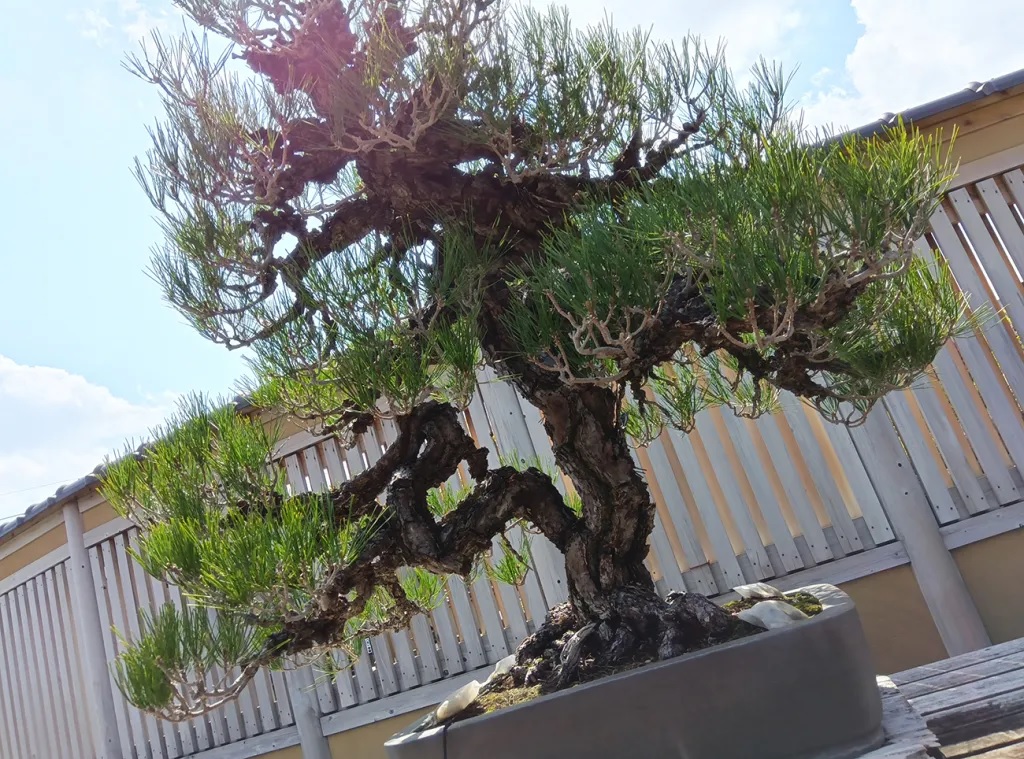 Small trees, big beauty await at Japan’s Bonsai Art Museum【Photos ...