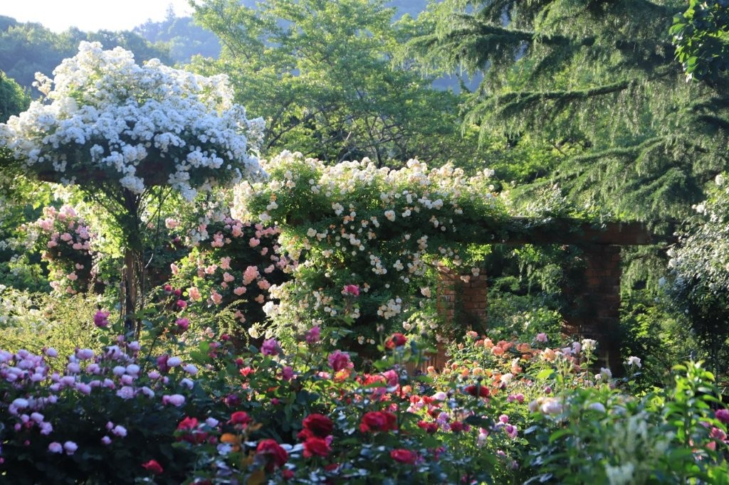 Japan’s best rose gardens to visit in 2025 | SoraNews24 —Japan News—