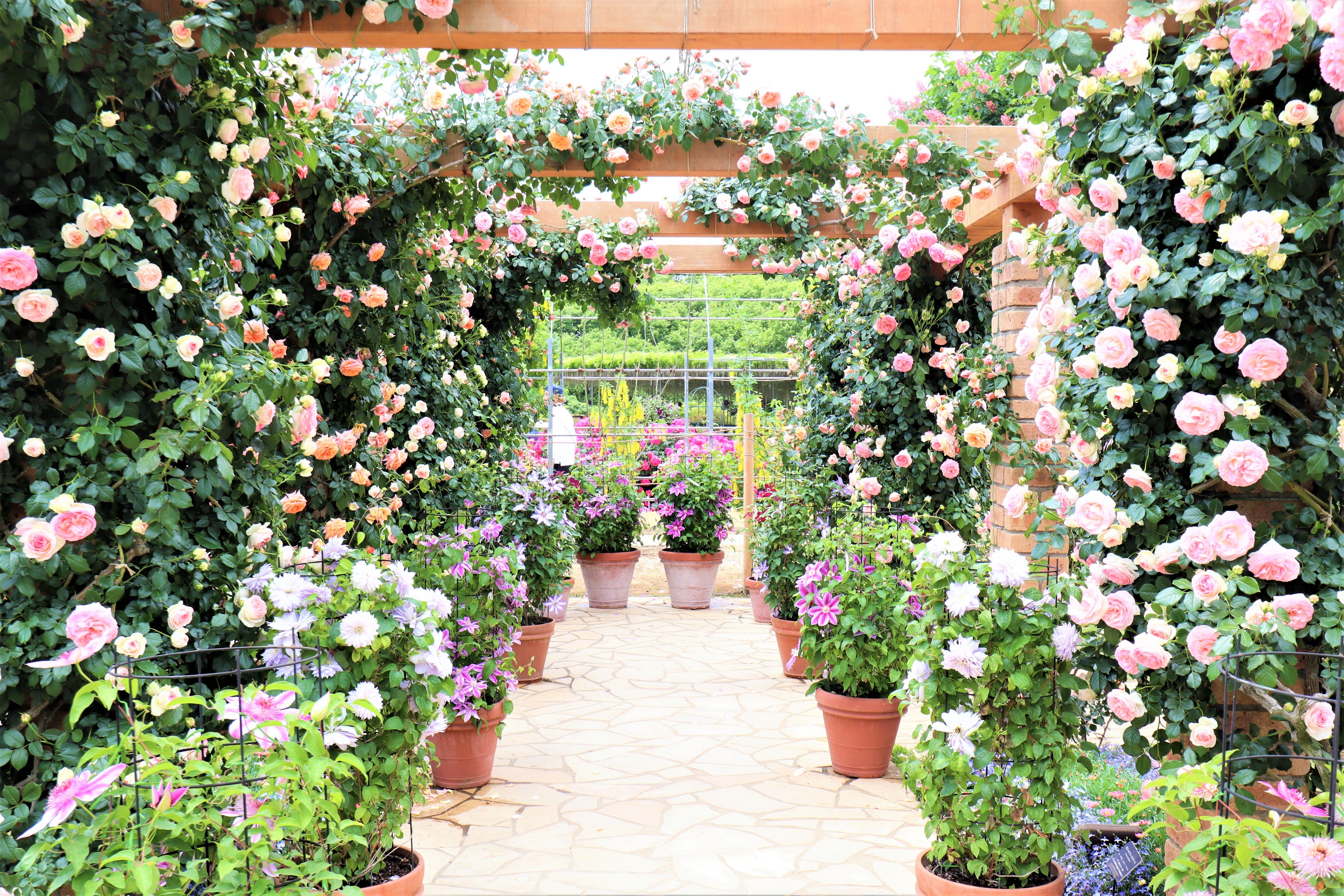 Japan’s best rose gardens to visit in 2025 | SoraNews24 —Japan News—