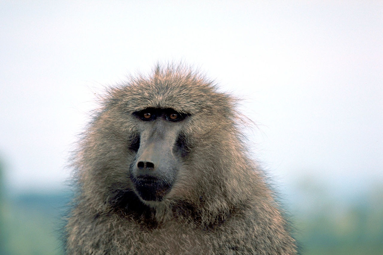 Humans are horrible at healing, according to Japanese researchers ...