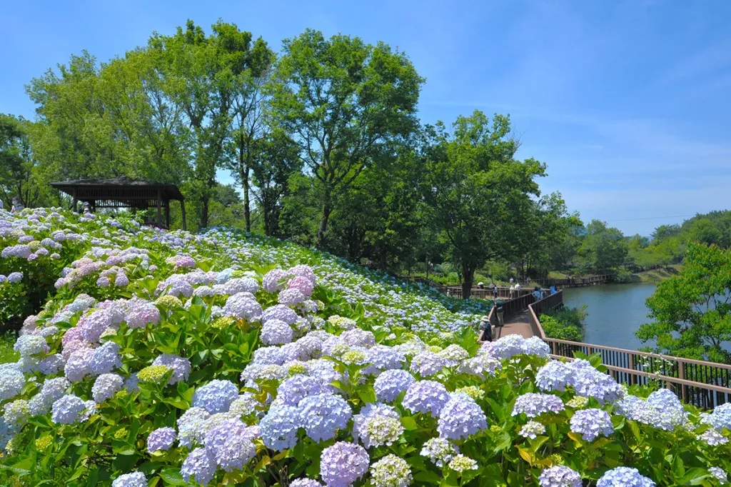 Japan’s 10 most beautiful hydrangea spots to visit【Photos】