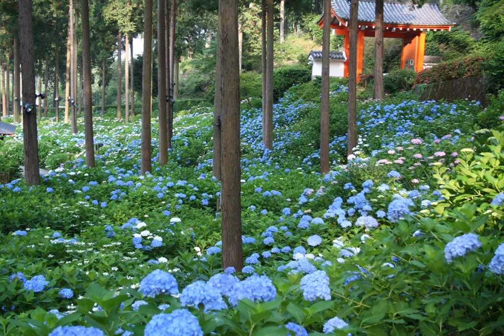 Japan’s 10 most beautiful hydrangea spots to visit【Photos】 | SoraNews24 ...