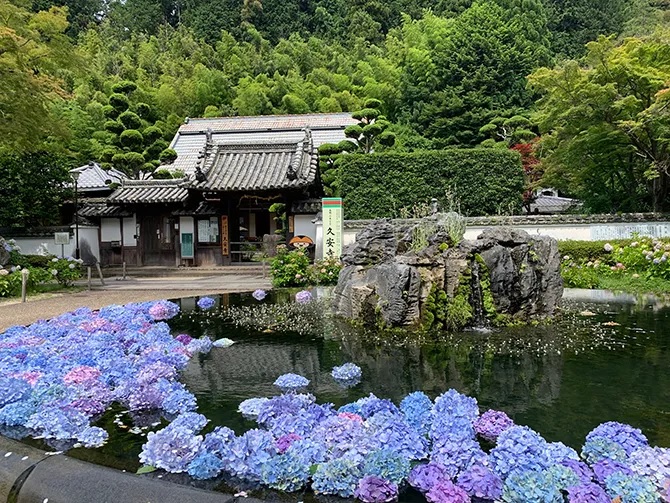 Japan’s 10 most beautiful hydrangea spots to visit【Photos】 | SoraNews24 ...