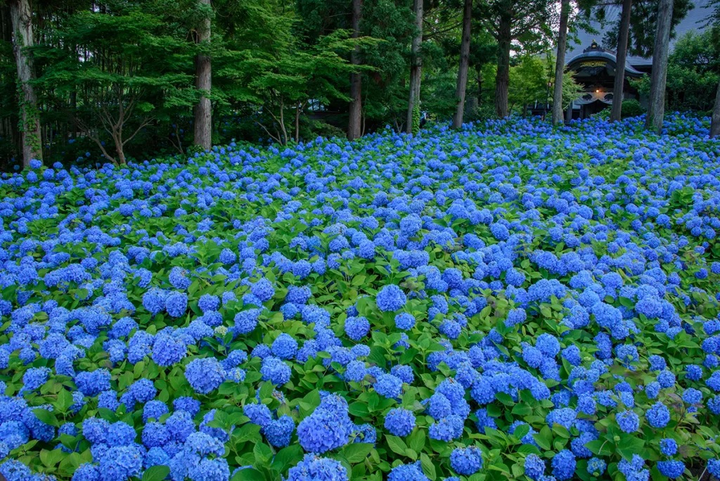 Japan’s 10 most beautiful hydrangea spots to visit【Photos】 | SoraNews24 ...