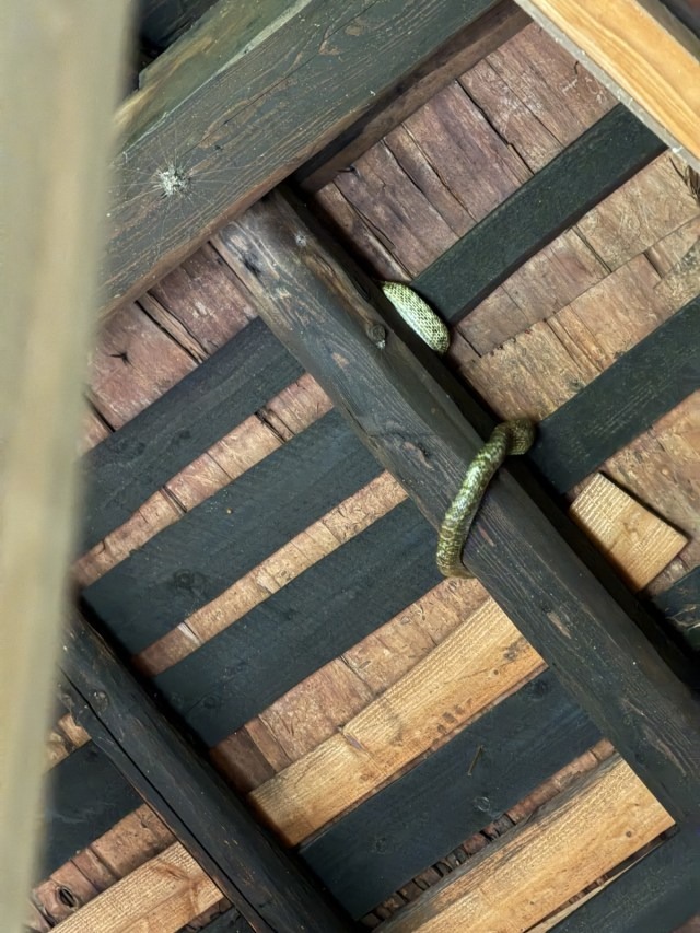 We build a snake house for the rat snake living in our cheap country ...