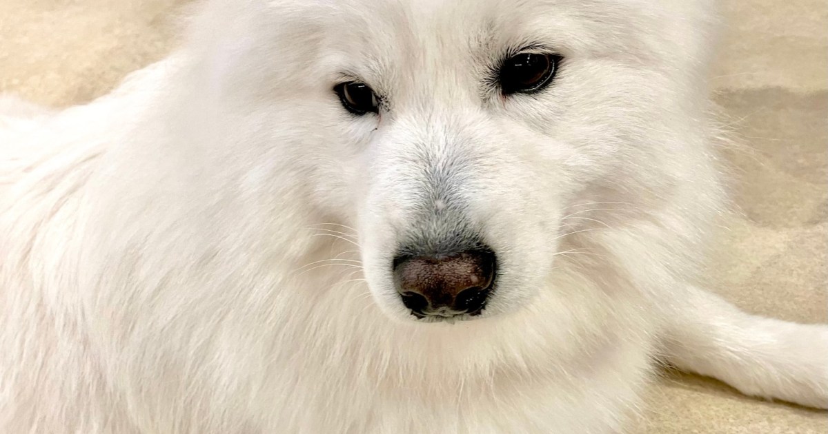 What’s it like at Samoyed Cafe Moffu Harajuku? | SoraNews24 -Japan News-
