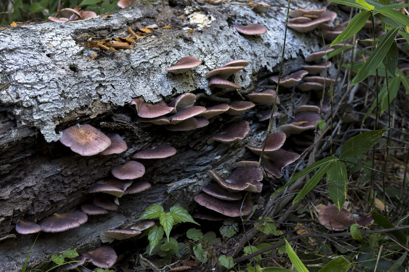 Wakayama senior uses AI to identify wild mushrooms, gets poisoned shortly after | SoraNews24 ...
