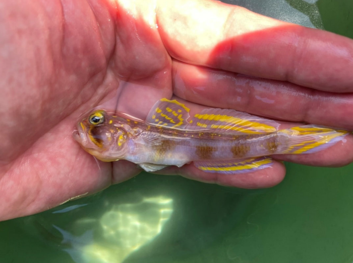New fish discovered and named “Vanderhorstia supersaiyan” for obvious ...