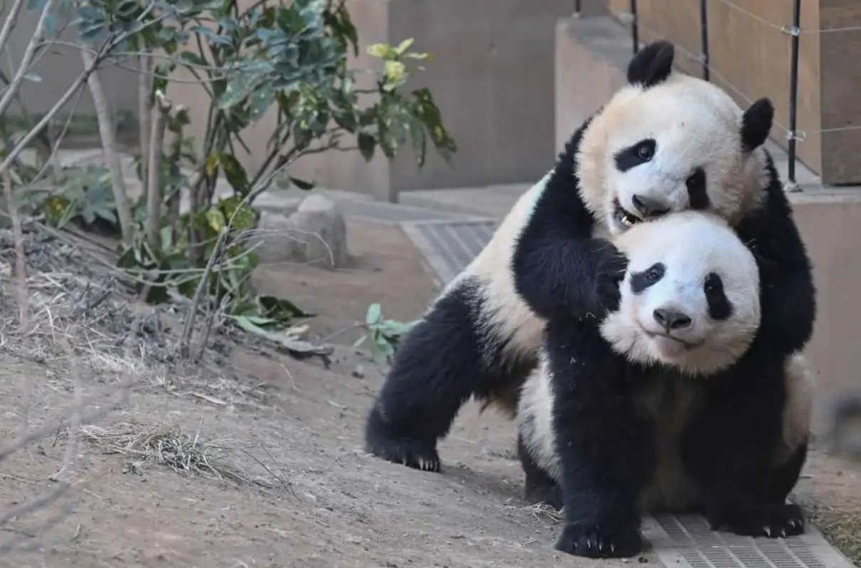 Japan’s last two pandas leaving for China next month, Ueno Zoo ...
