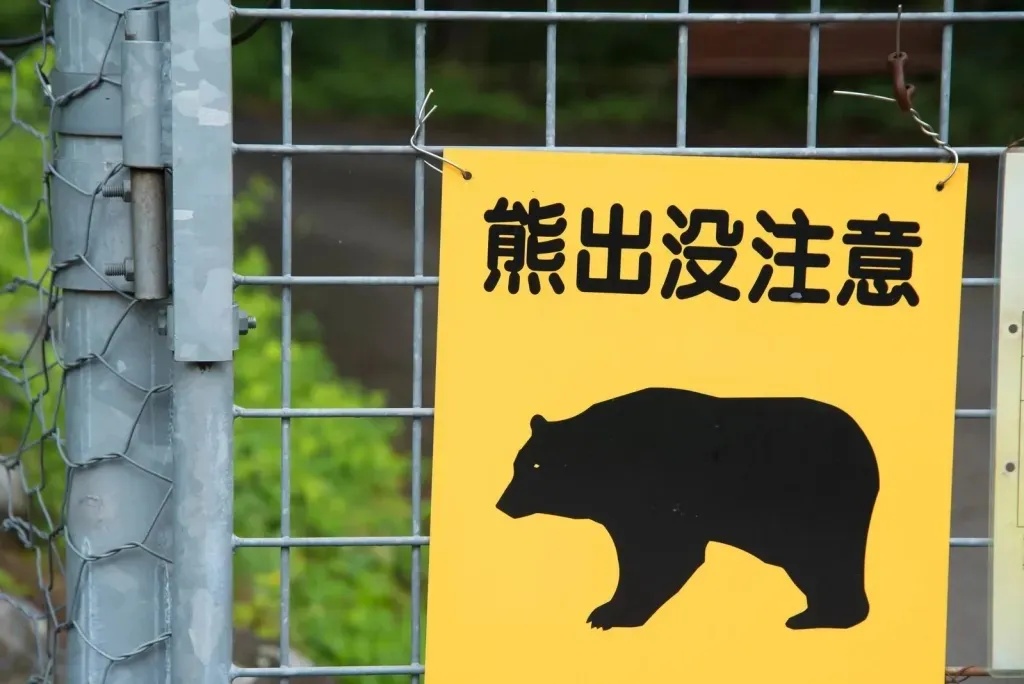 Japanese city to deploy anti-bear drones against ursine adversaries ...