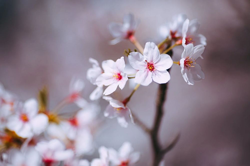 Cherry blossoms begin blooming in Japan with record-early starts for ...