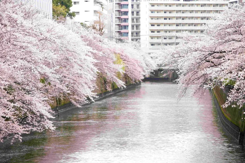 10 awesome Tokyo cherry blossom festivals and experiences for this year ...