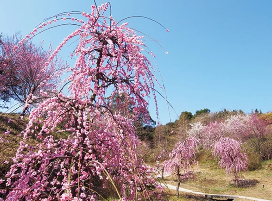 Nine great places to see spring flowers in Japan, as chosen by ...