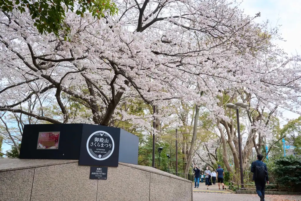 10 awesome Tokyo cherry blossom festivals and experiences for this year ...