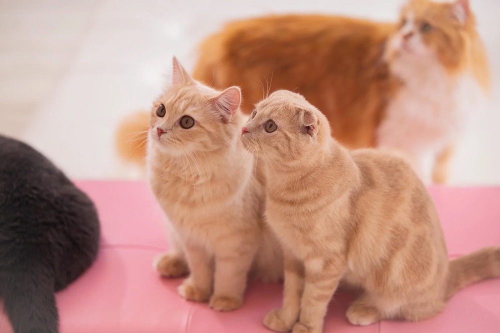 Same name tops lists of most popular dog and cat names in Japan, and ...