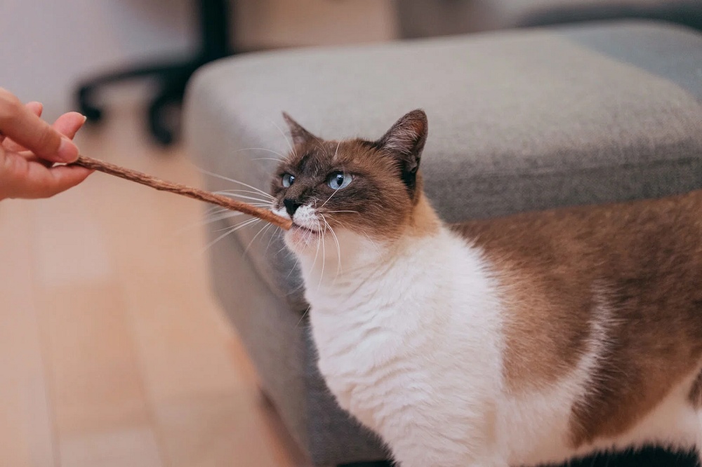 Same name tops lists of most popular dog and cat names in Japan, and ...