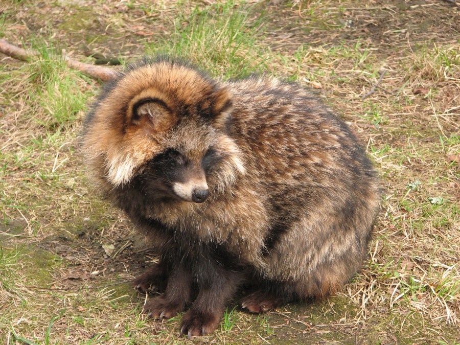 Squeezy Tanuki Testicle toys once again appear in Japanese gacha ...